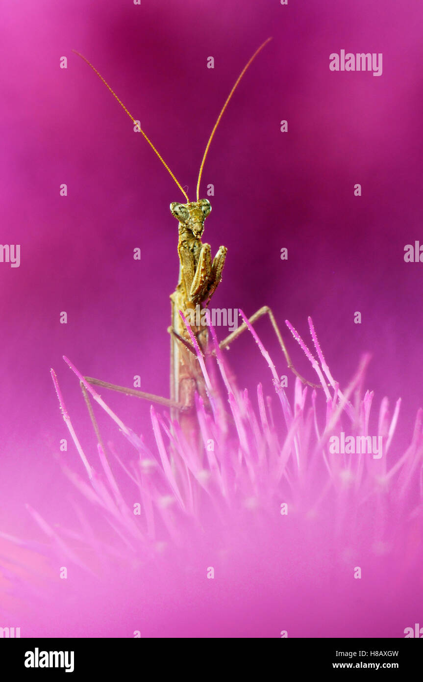 Praying Mantis (Mantis sp)on Texas Thistle (Cirsium texanum ...