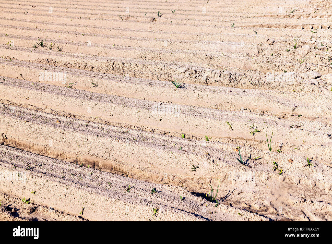 furrows in the field Stock Photo - Alamy