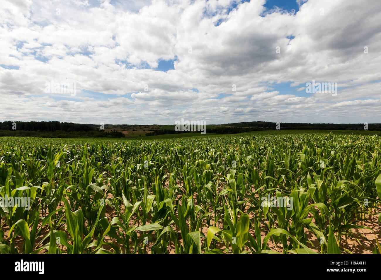 corn field, summer Stock Photo - Alamy