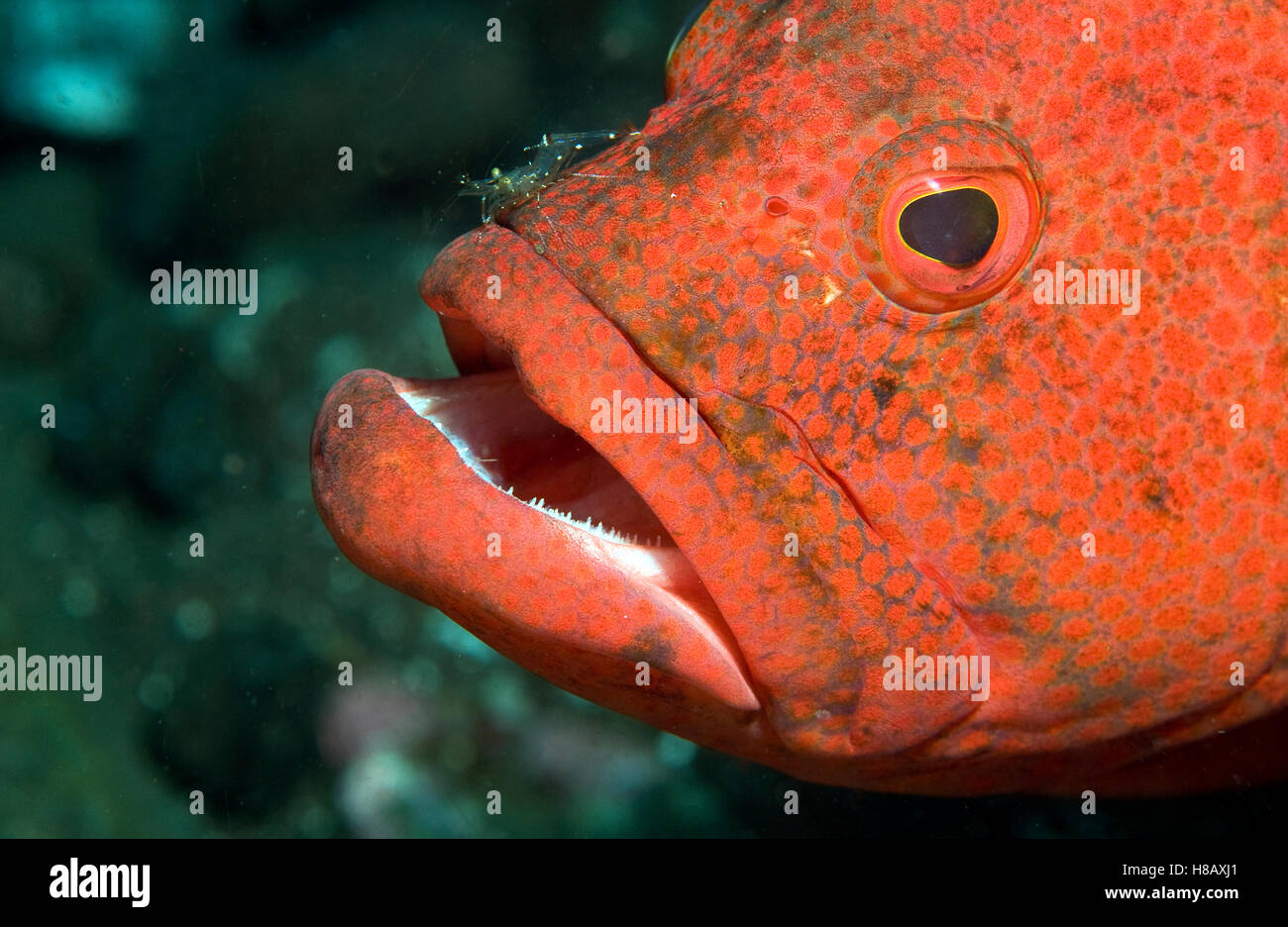 Tomato Grouper (Cephalopholis sonnerati), Bali, Indonesia Stock Photo ...