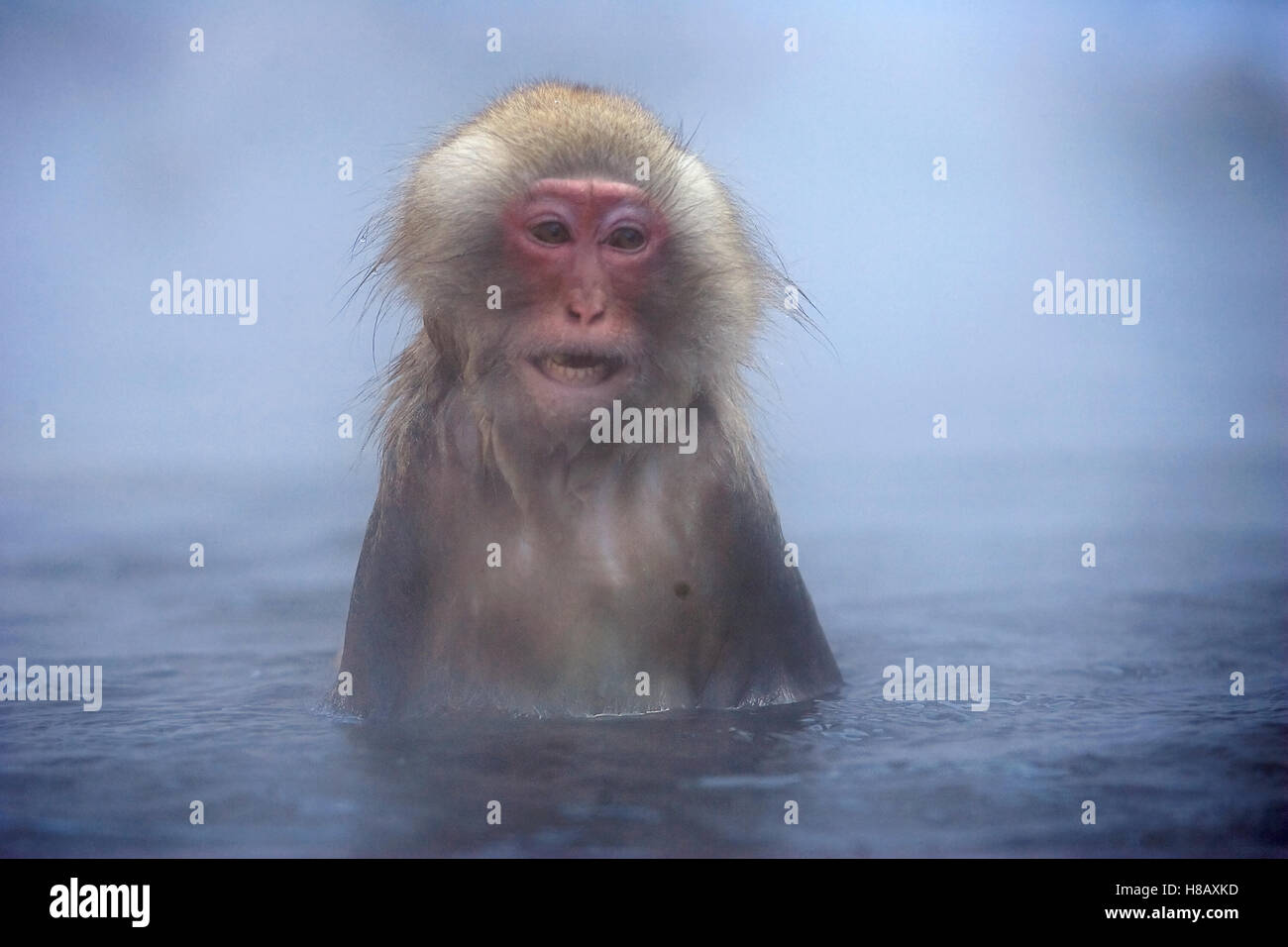 Japanese Macaque (Macaca fuscata) in thermal hot springs, Jigokudani ...