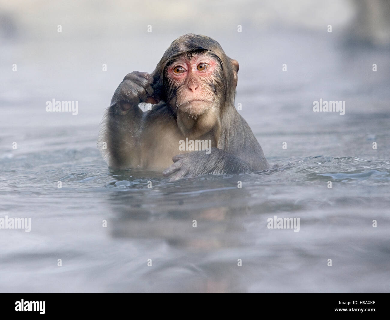 Japanese Macaque (Macaca fuscata) in volcanic hot spring, Jigokudani ...
