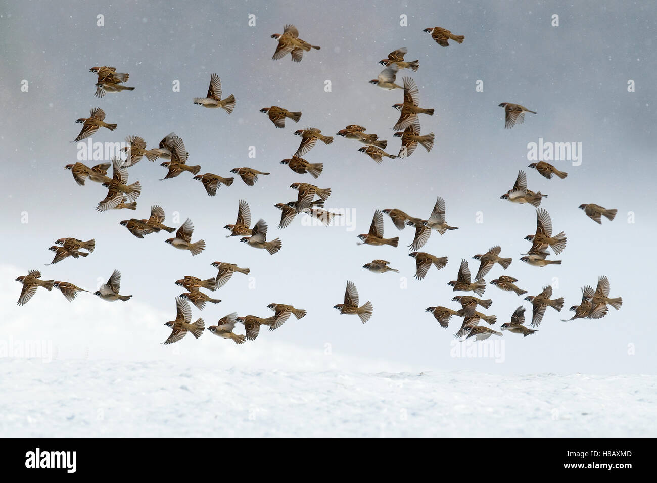 Eurasian Tree Sparrow (Passer montanus) flock flying, Hokkaido, Japan ...