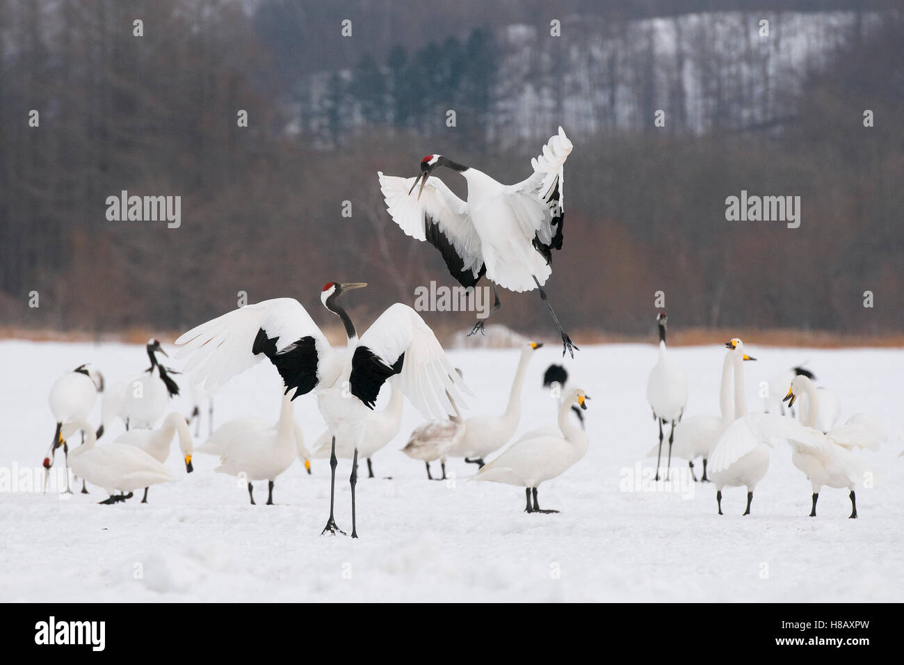 Red-crowned Crane (Grus japonensis) pair courting, Hokkaido, Japan ...