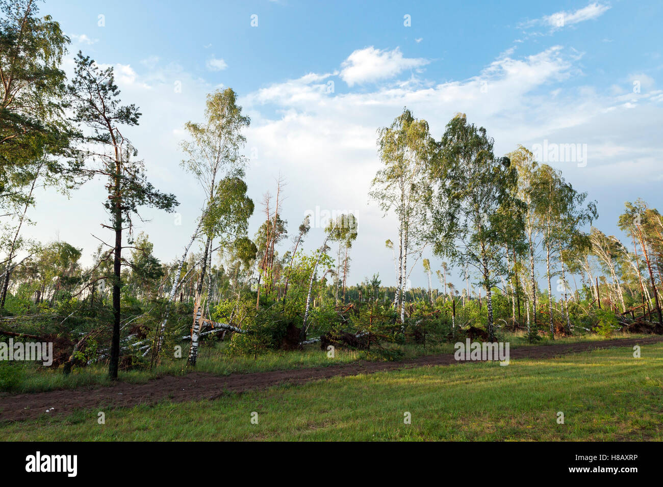 Damaged birch tree hi-res stock photography and images - Alamy