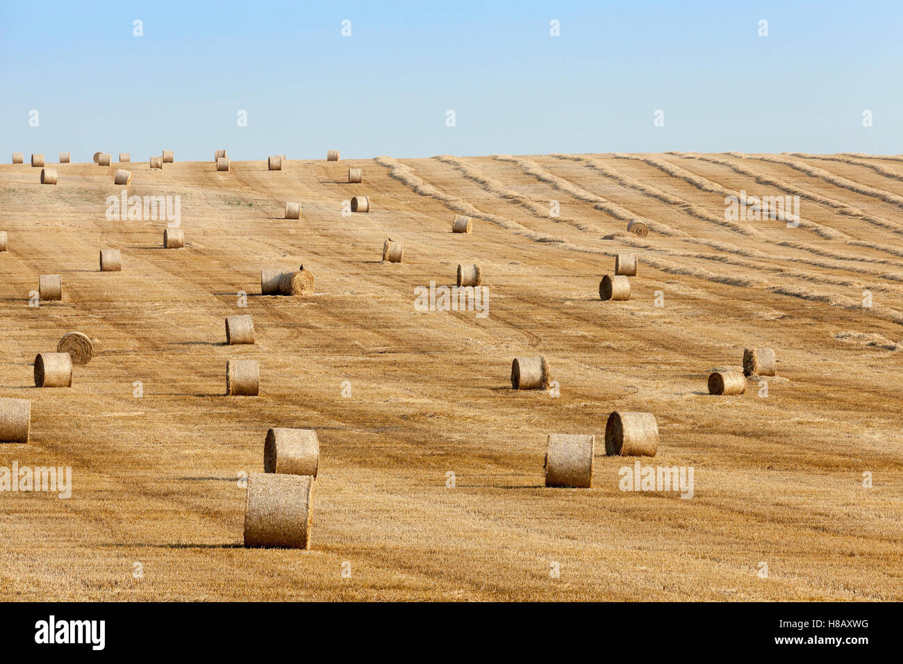 stack of straw in the field Stock Photo - Alamy