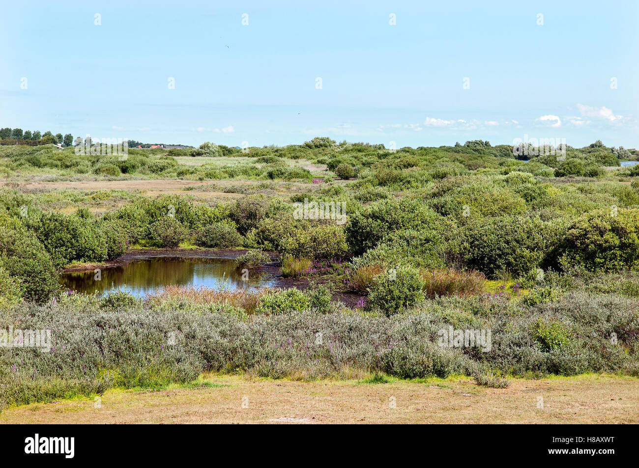 Marsh, Schiermonnikoog, Friesland, Netherlands Stock Photo - Alamy