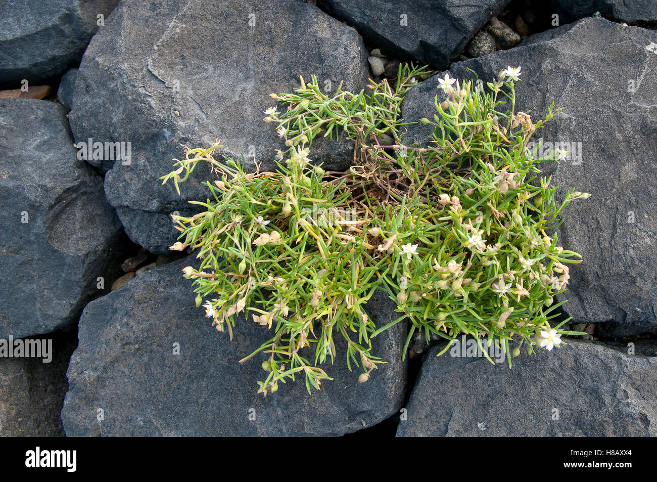 Lesser Sea-spurrey (Spergularia marina) growing between rocks ...