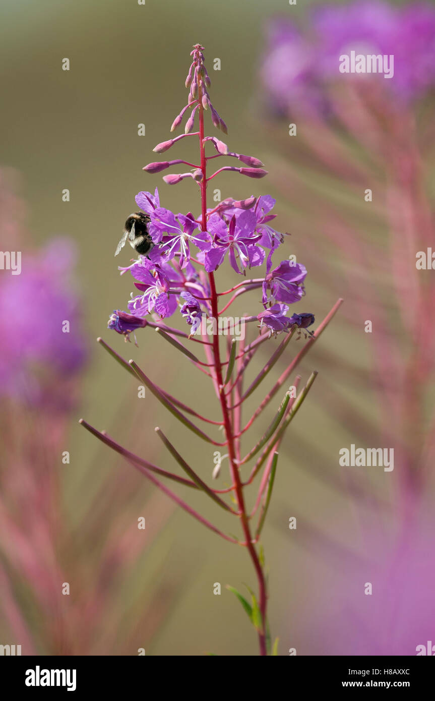Fireweed (Chamerion angustifolium) flowering, Schiermonnikoog ...