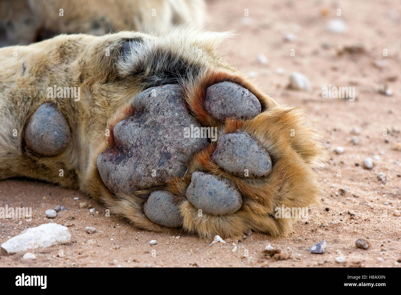 African Lion (Panthera leo) front paw of a male, Auob River, Kgalagadi ...