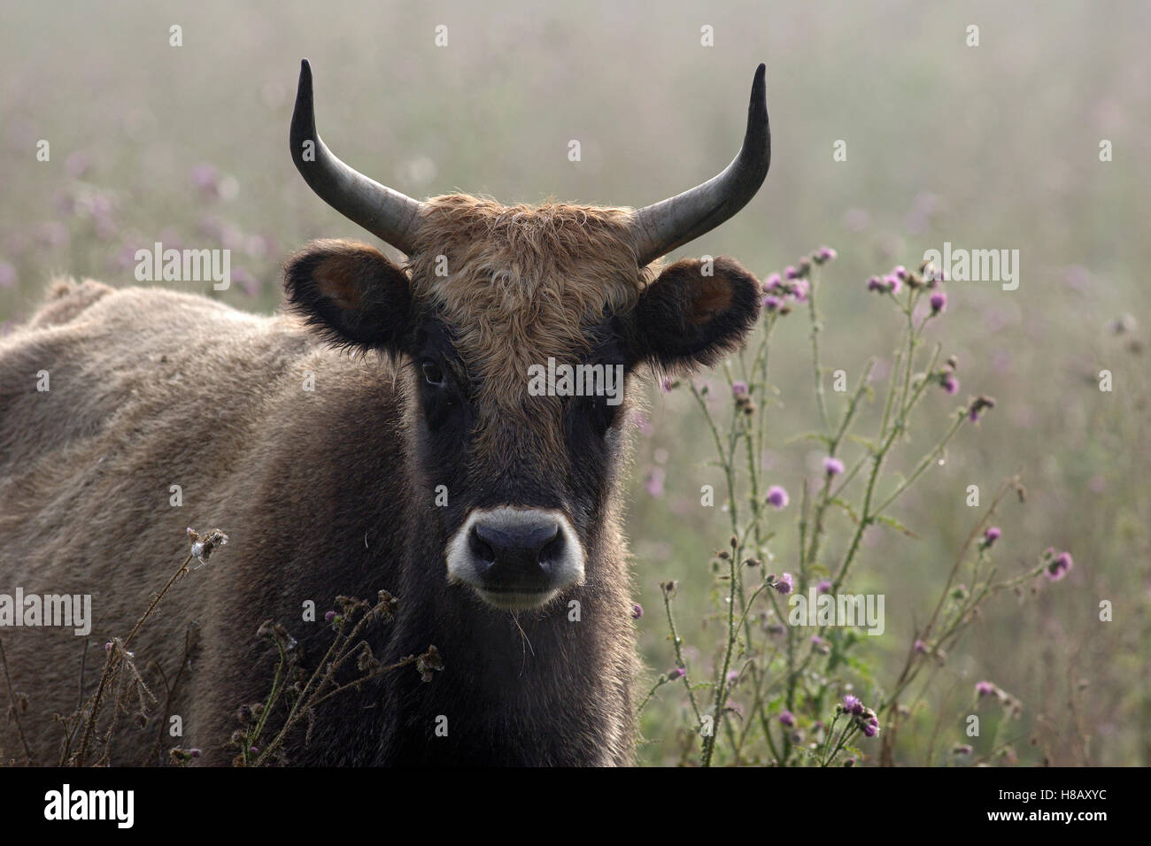 Domestic Cattle (Bos taurus), Netherlands Stock Photo - Alamy