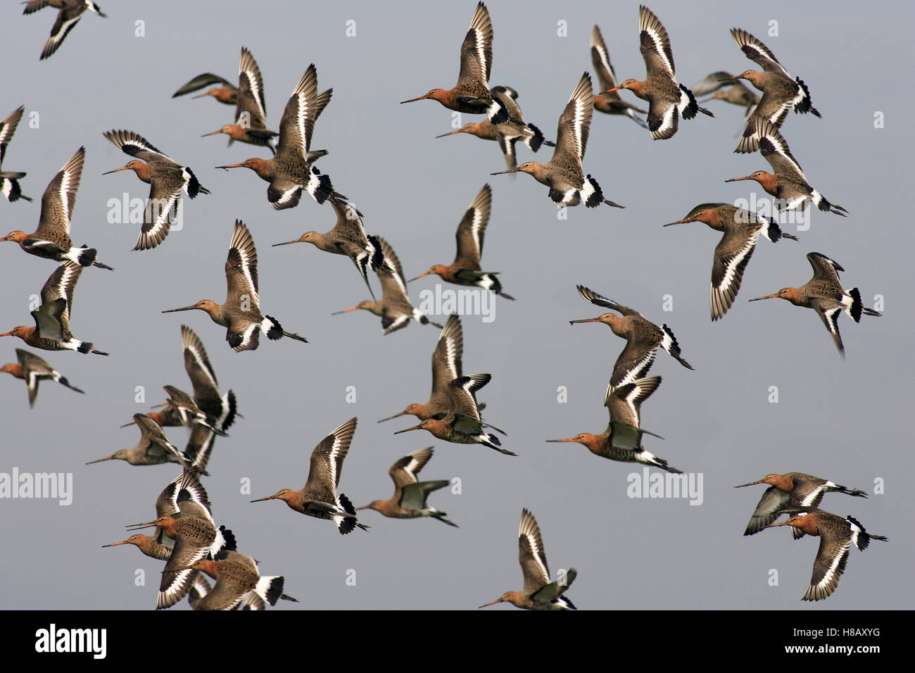 Black-tailed Godwit (Limosa limosa) flock flying, Oostvaardersplassen ...