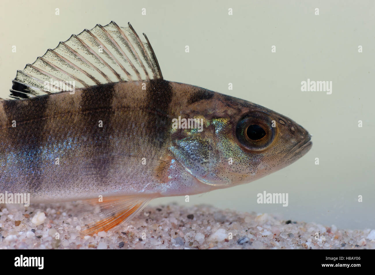 English Perch (Perca fluviatilis), Lochem, Gelderland, Netherlands ...