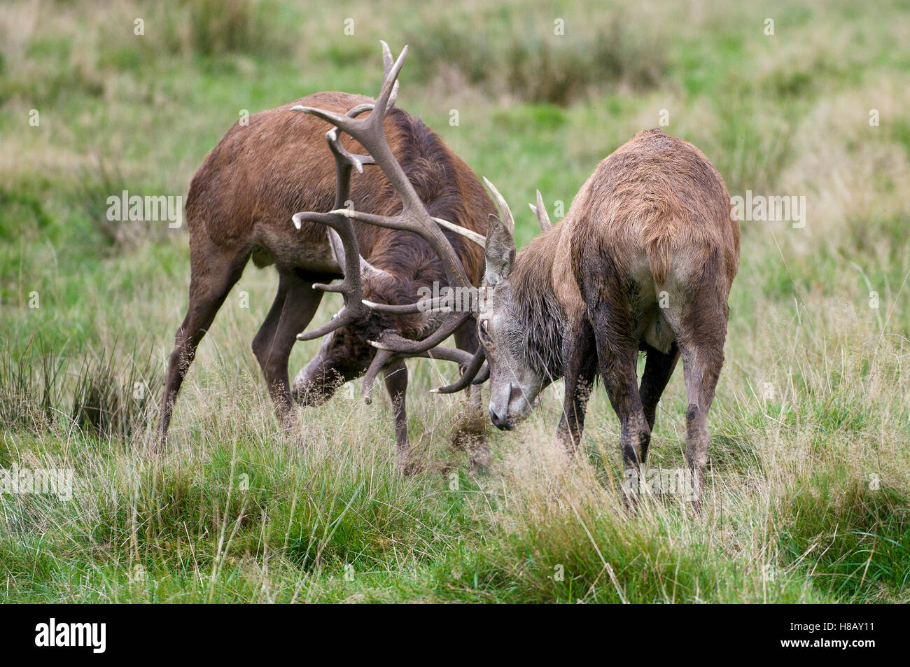 Red Deer (Cervus elaphus) two stags sparring, Kopenhagen, Denmark Stock ...