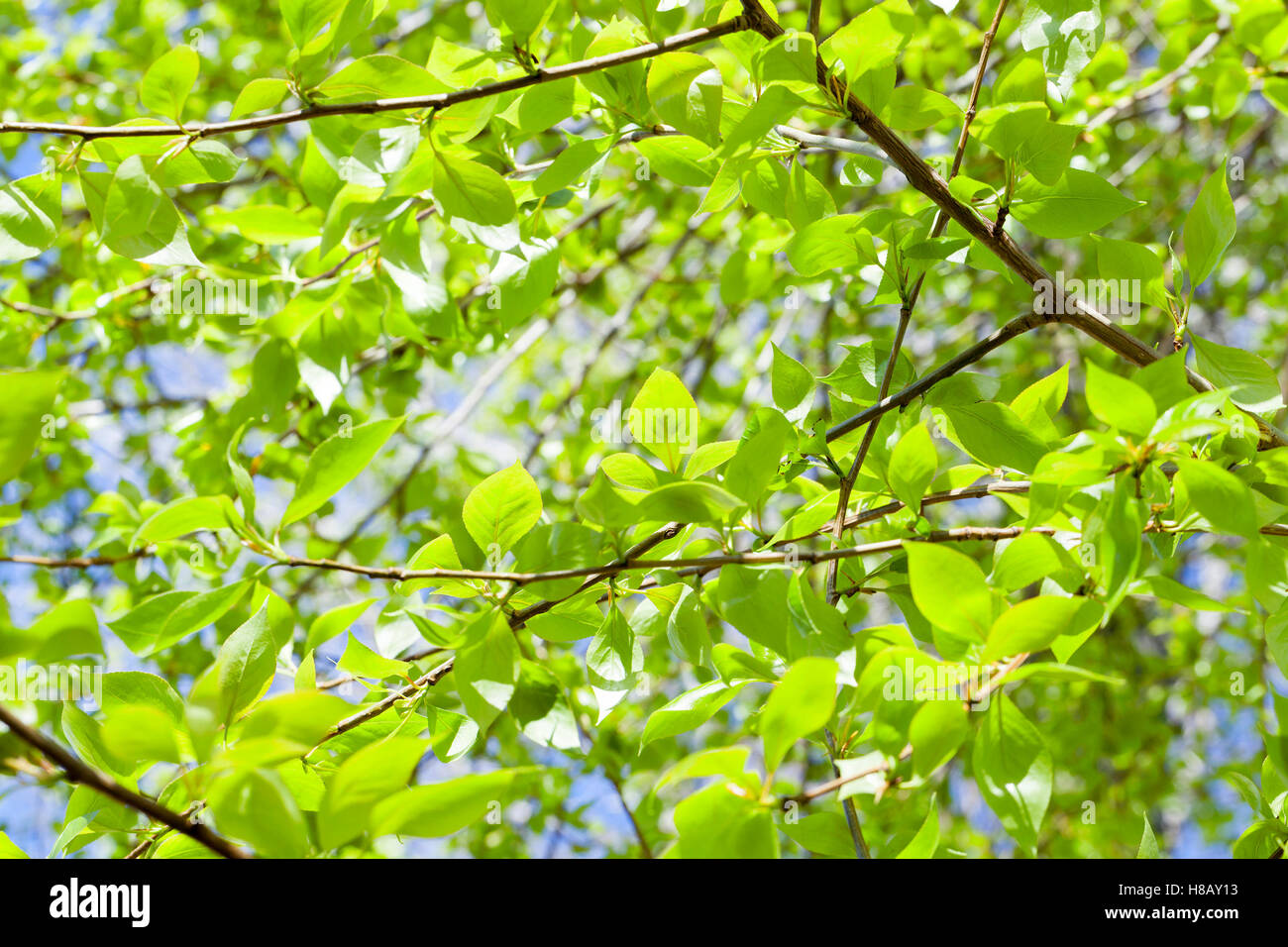 linden leaves, spring Stock Photo - Alamy