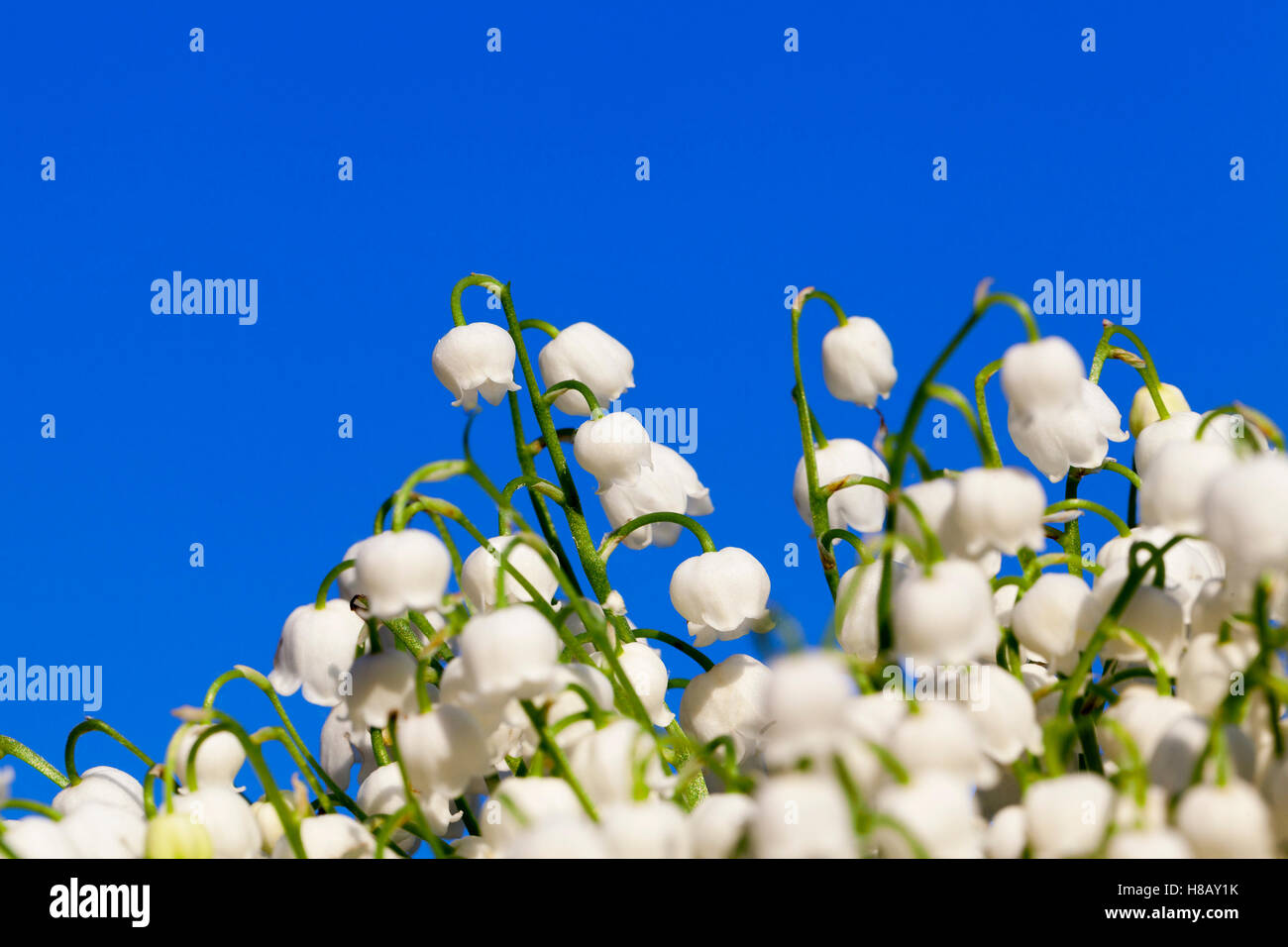 Forest lily of the valley close-up Stock Photo - Alamy