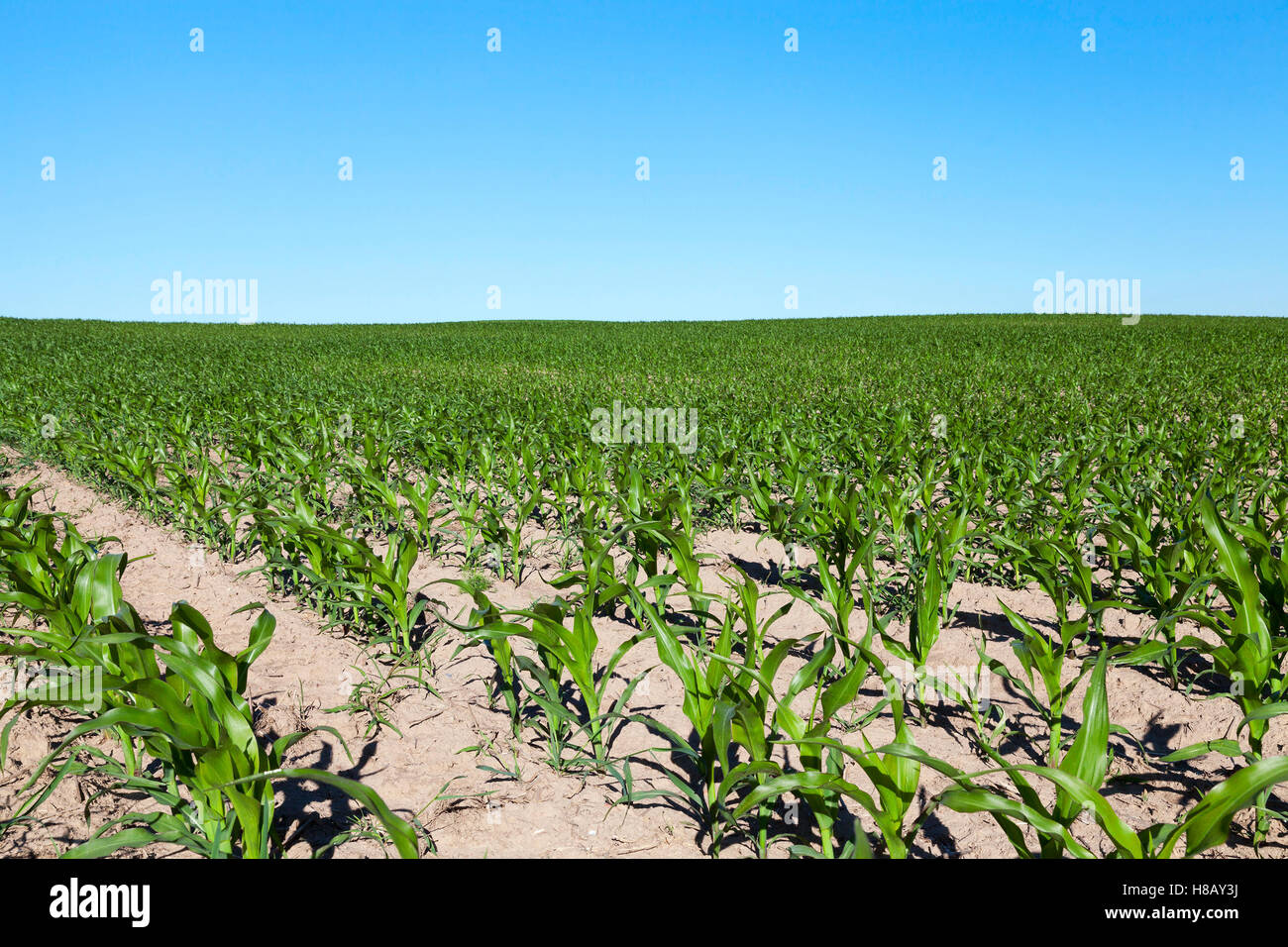 Field of green corn Stock Photo - Alamy