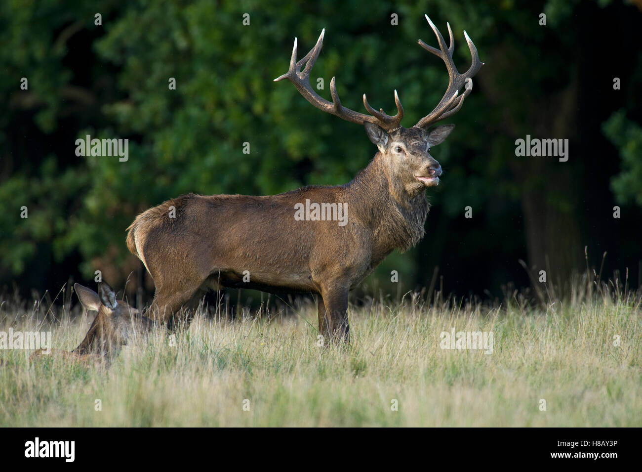 Red Deer (Cervus elaphus) stag, Kopenhagen, Denmark Stock Photo - Alamy
