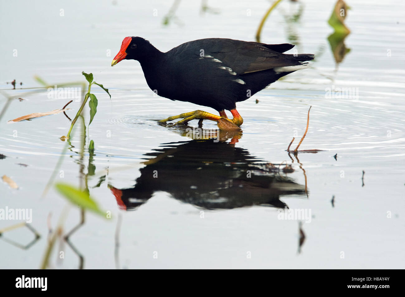 Common Moorhen (Gallinula chloropus) wading, Netherlands Stock Photo ...