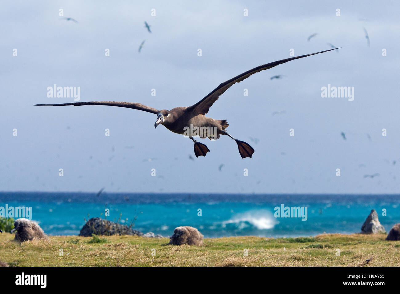 Black-footed Albatross (Phoebastria nigripes) landing, Midway Atoll ...