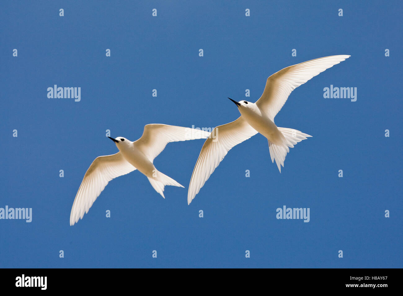 White Tern (Gygis alba) display flight, Midway Islands, North Pacific ...