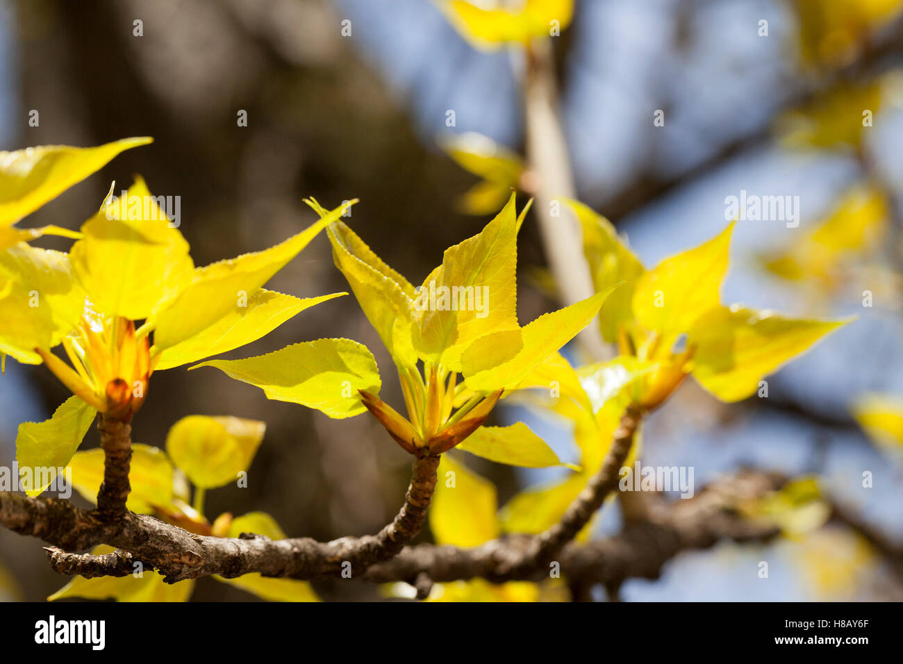 trees in the spring Stock Photo - Alamy
