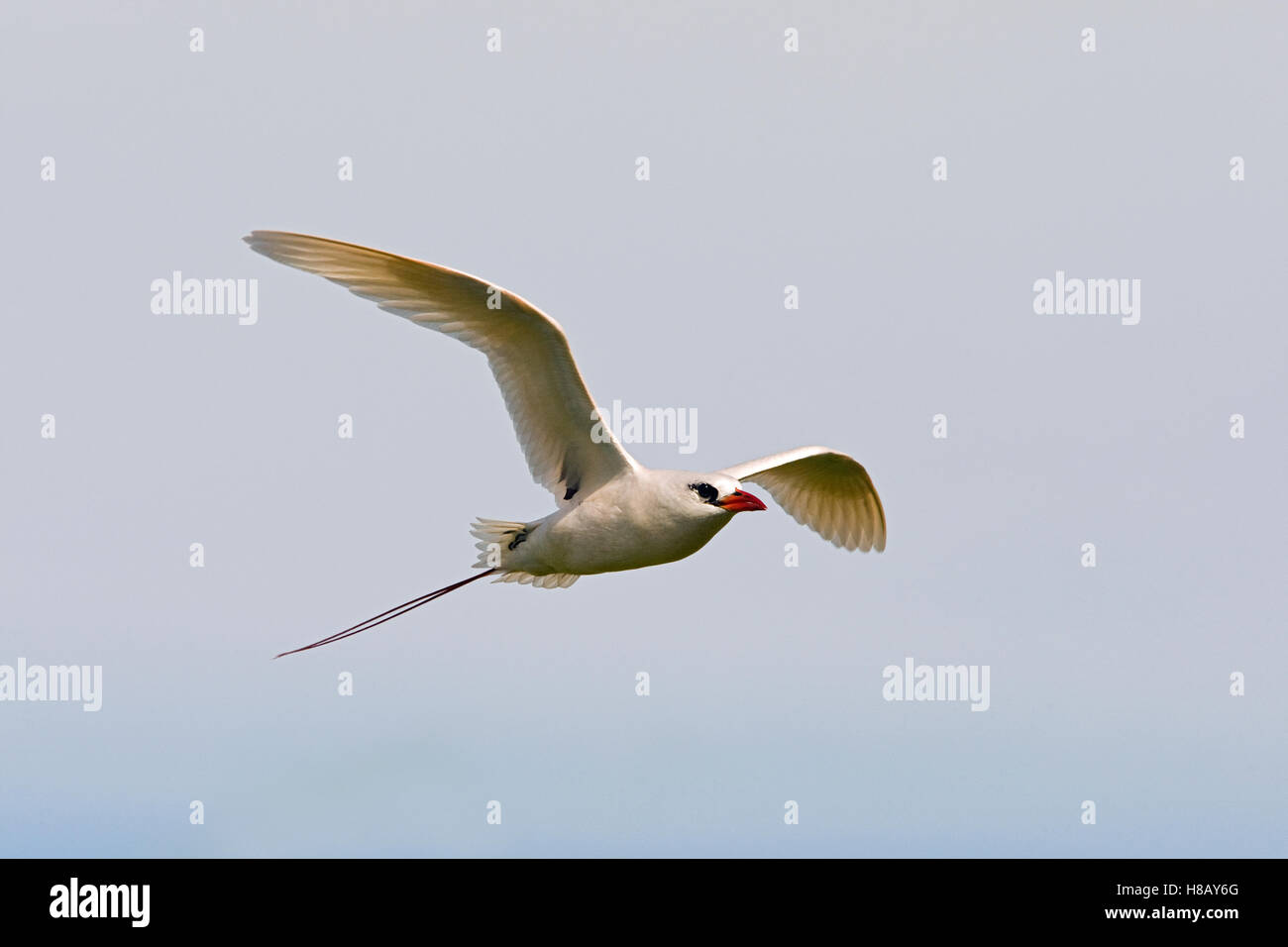 Red-tailed Tropicbird (Phaethon rubricauda) flying, Midway Atoll ...