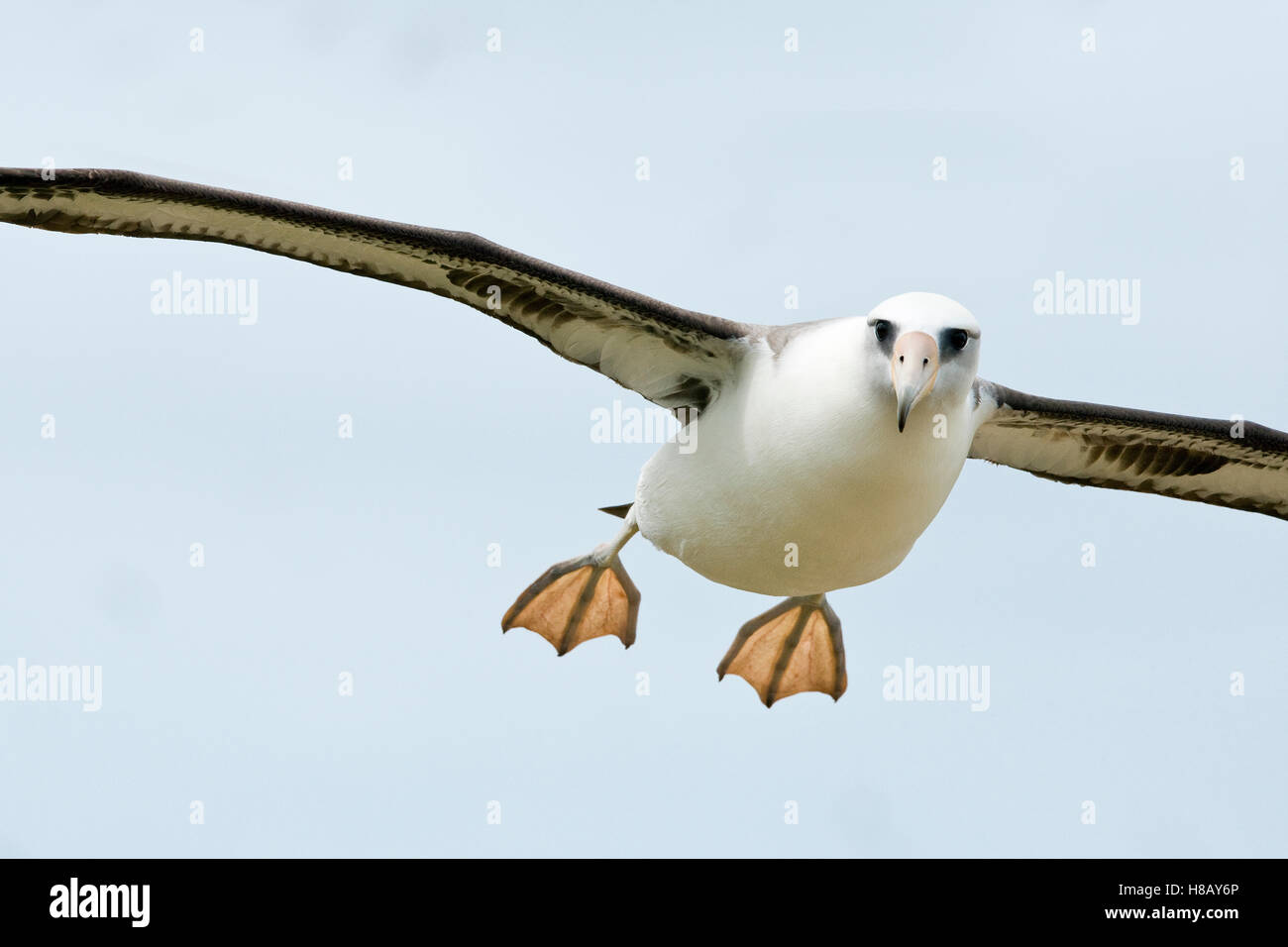 Laysan Albatross (Phoebastria immutabilis) flying, Midway Atoll, Hawaii ...