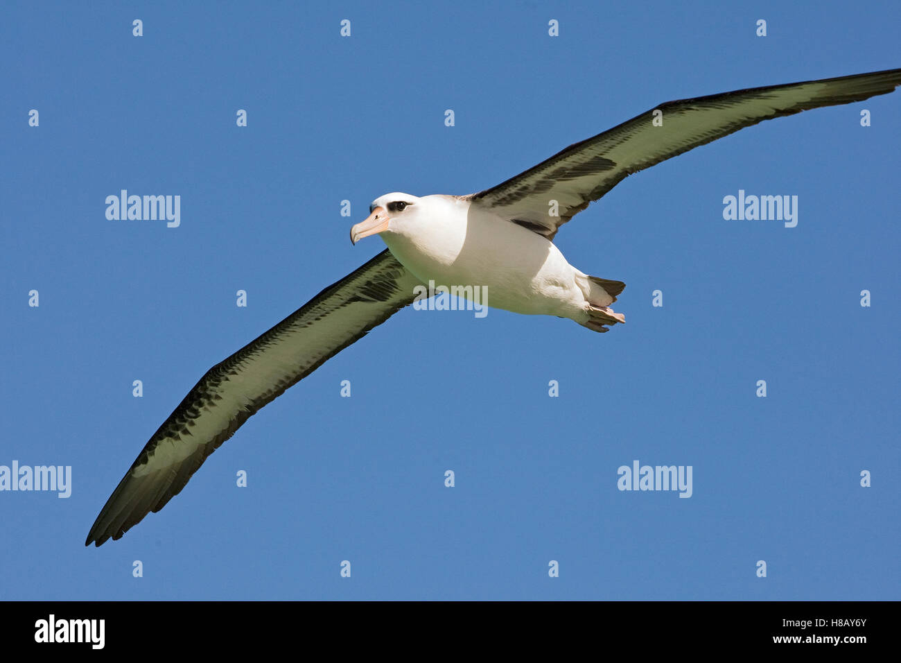 Laysan Albatross (Phoebastria immutabilis) flying, Midway Atoll, Hawaii ...