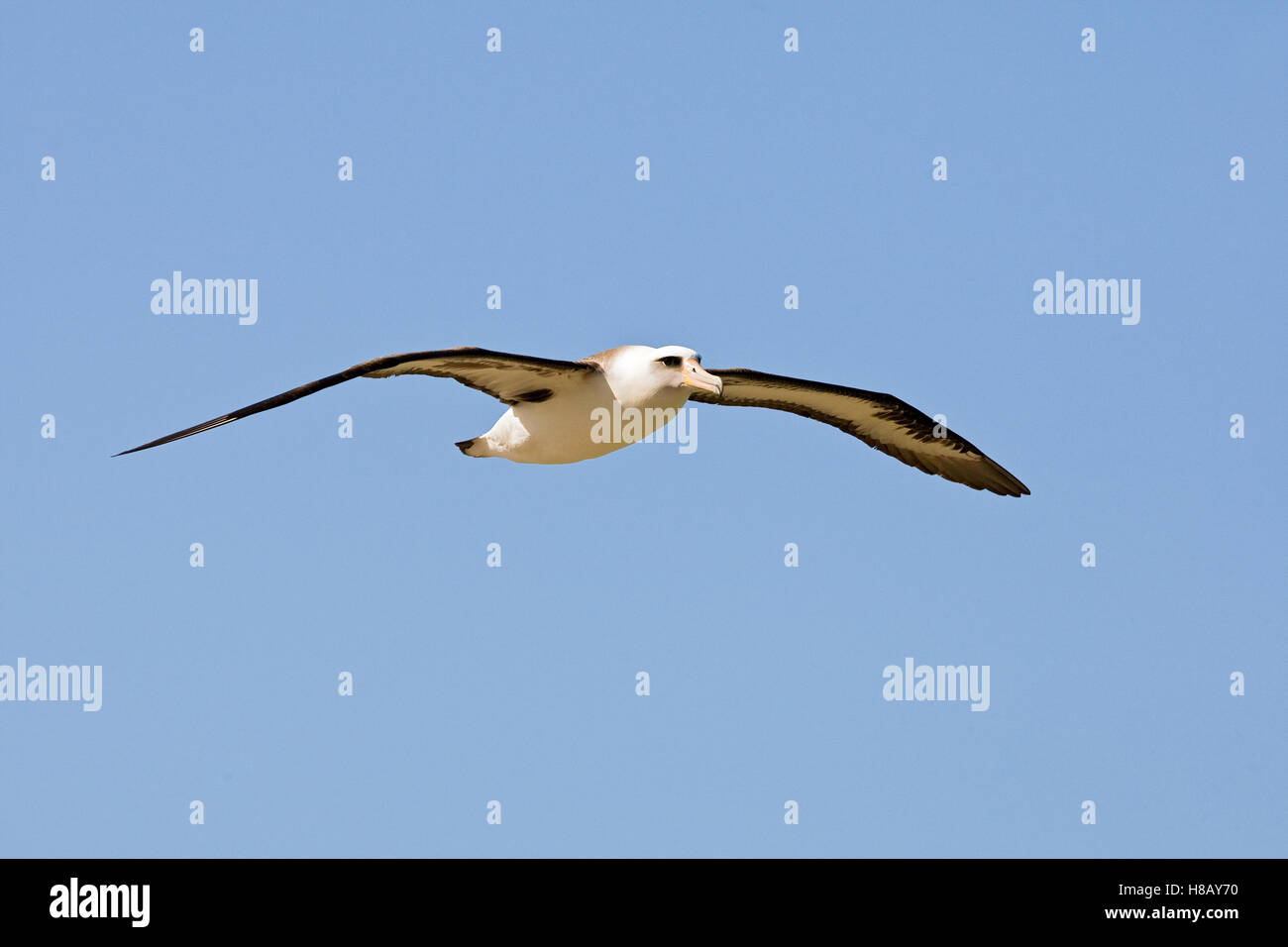 Laysan Albatross (Phoebastria immutabilis) flying, Midway Atoll, Hawaii ...