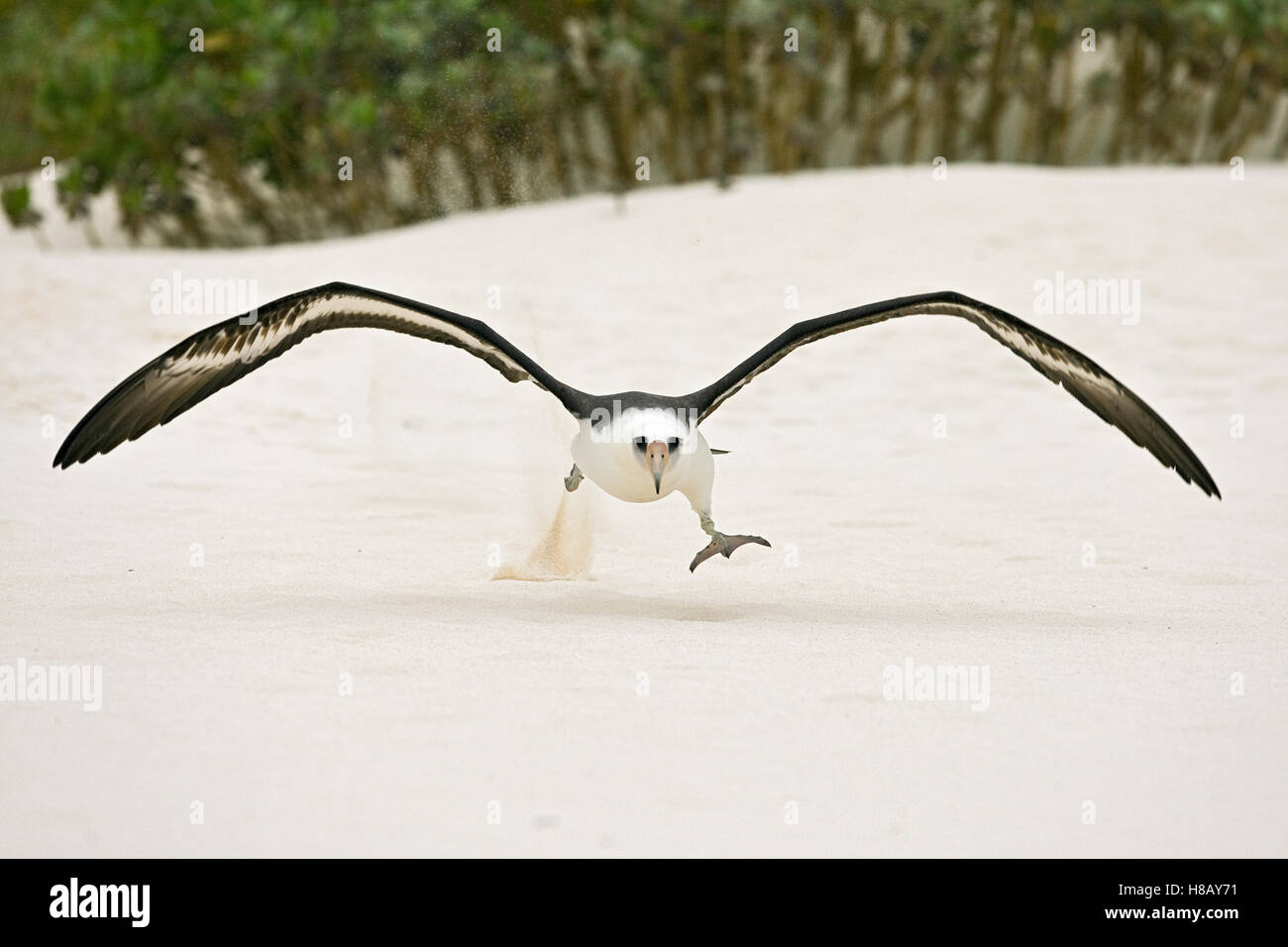 Laysan Albatross (Phoebastria immutabilis) running over beach to take ...