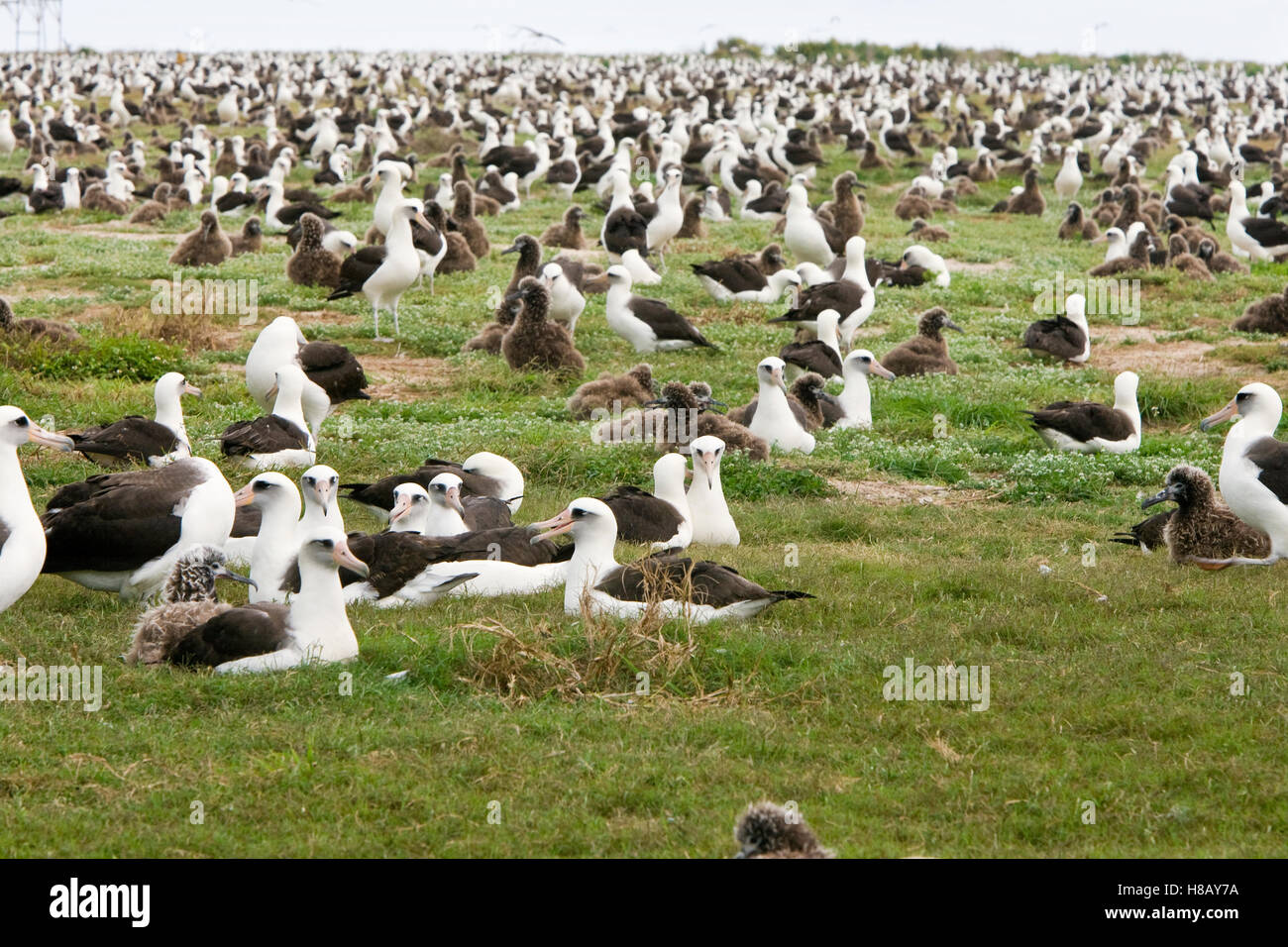 Laysan Albatross (Phoebastria immutabilis) colony, Midway Atoll, Hawaii Stock Photo - Alamy
