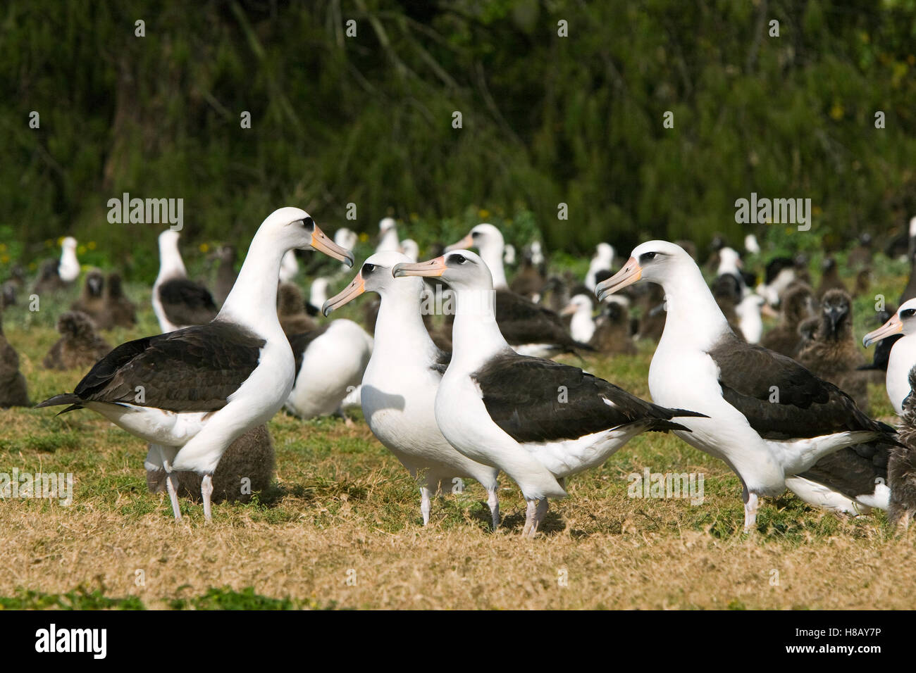 Laysan Albatross (Phoebastria immutabilis) colony, Midway Atoll, Hawaii ...