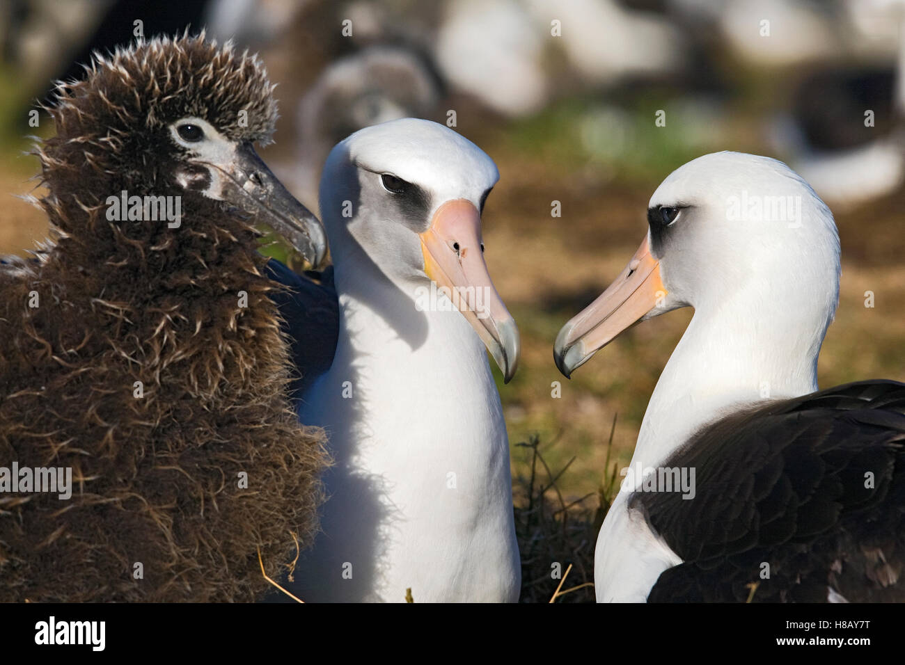 Laysan Albatross (Phoebastria immutabilis) parents with chick, Midway ...