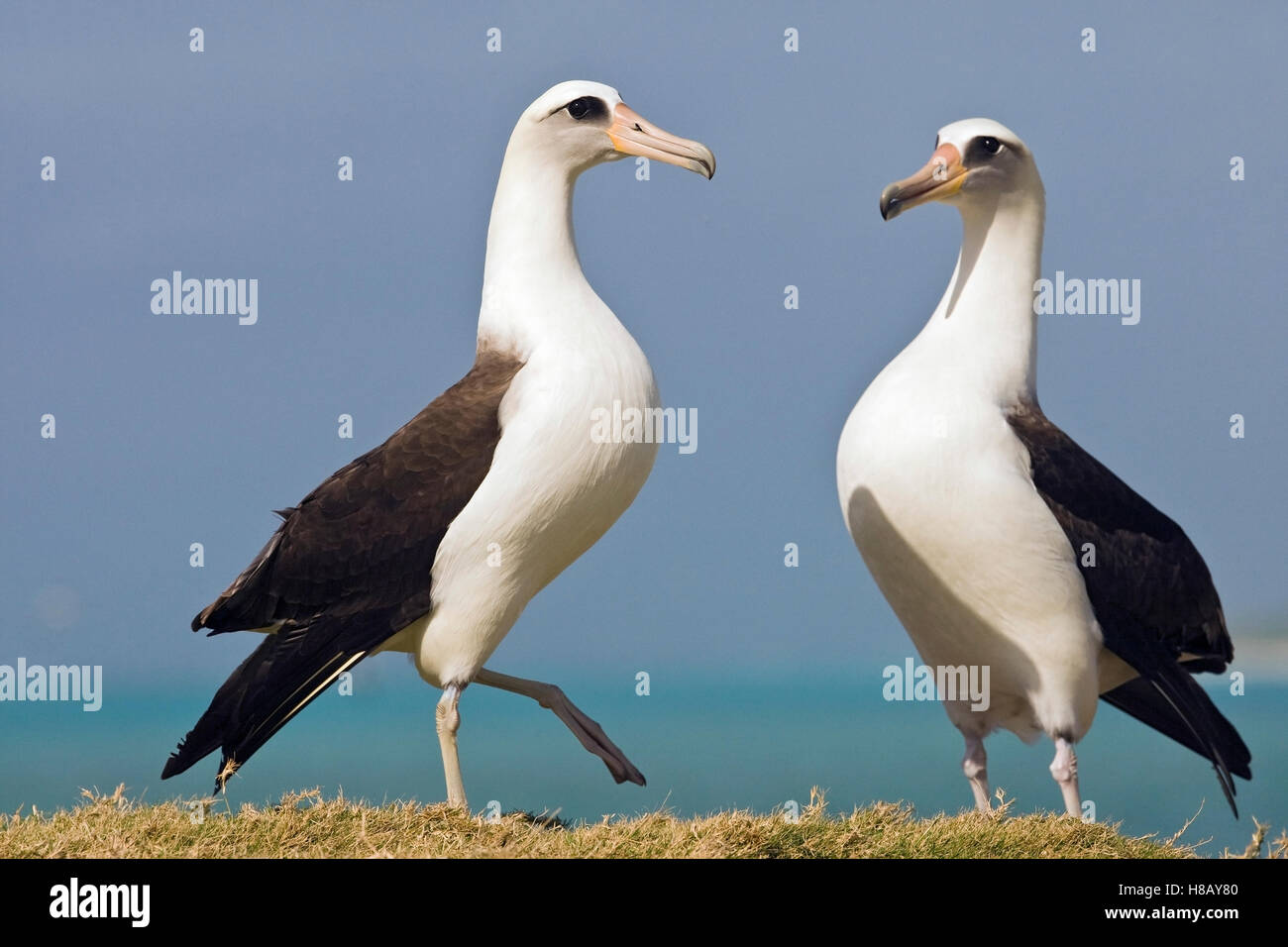 Laysan Albatross (Phoebastria immutabilis) displaying couple, Midway ...