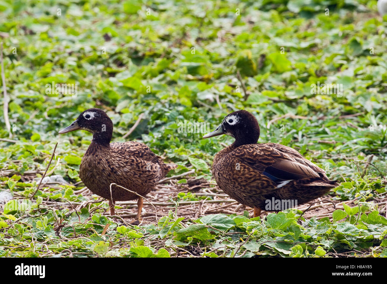 Laysan Duck (Anas laysanensis) pair, Midway Atoll, Hawaii Stock Photo ...