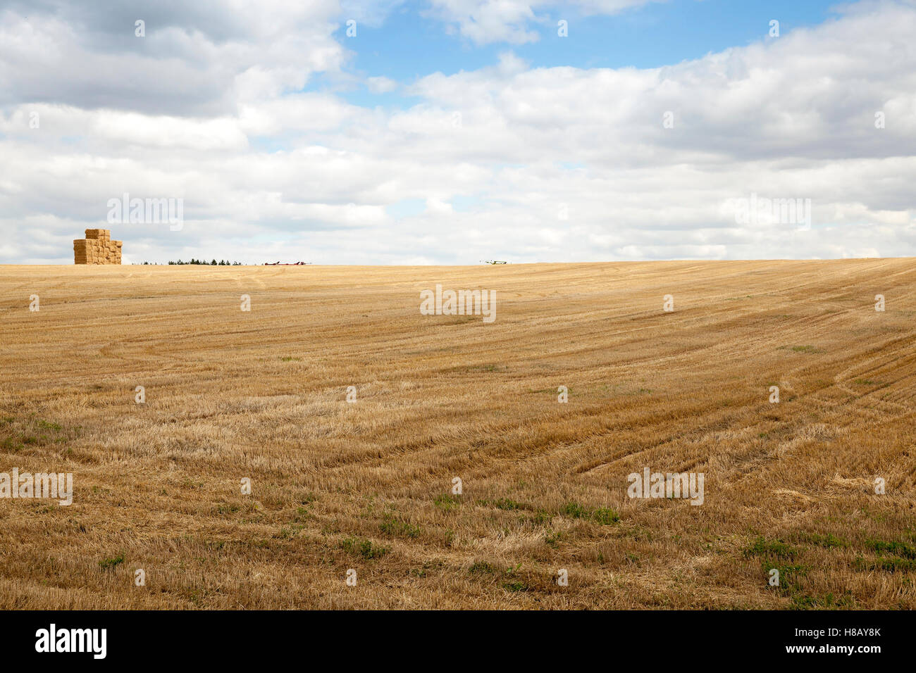 gathering the wheat harvest Stock Photo - Alamy