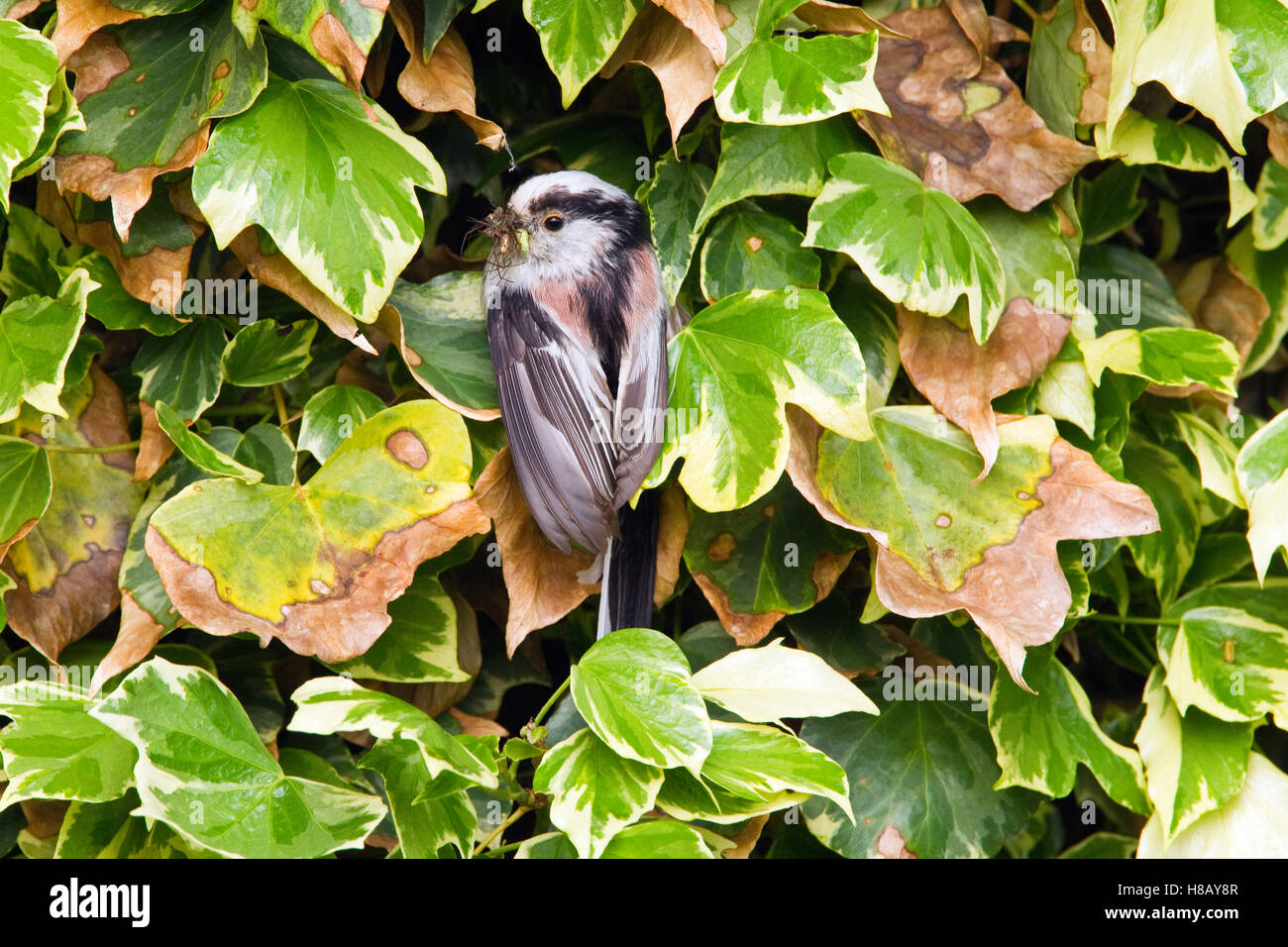 Long-tailed Tit (Aegithalos caudatus) near nest with insects in its ...