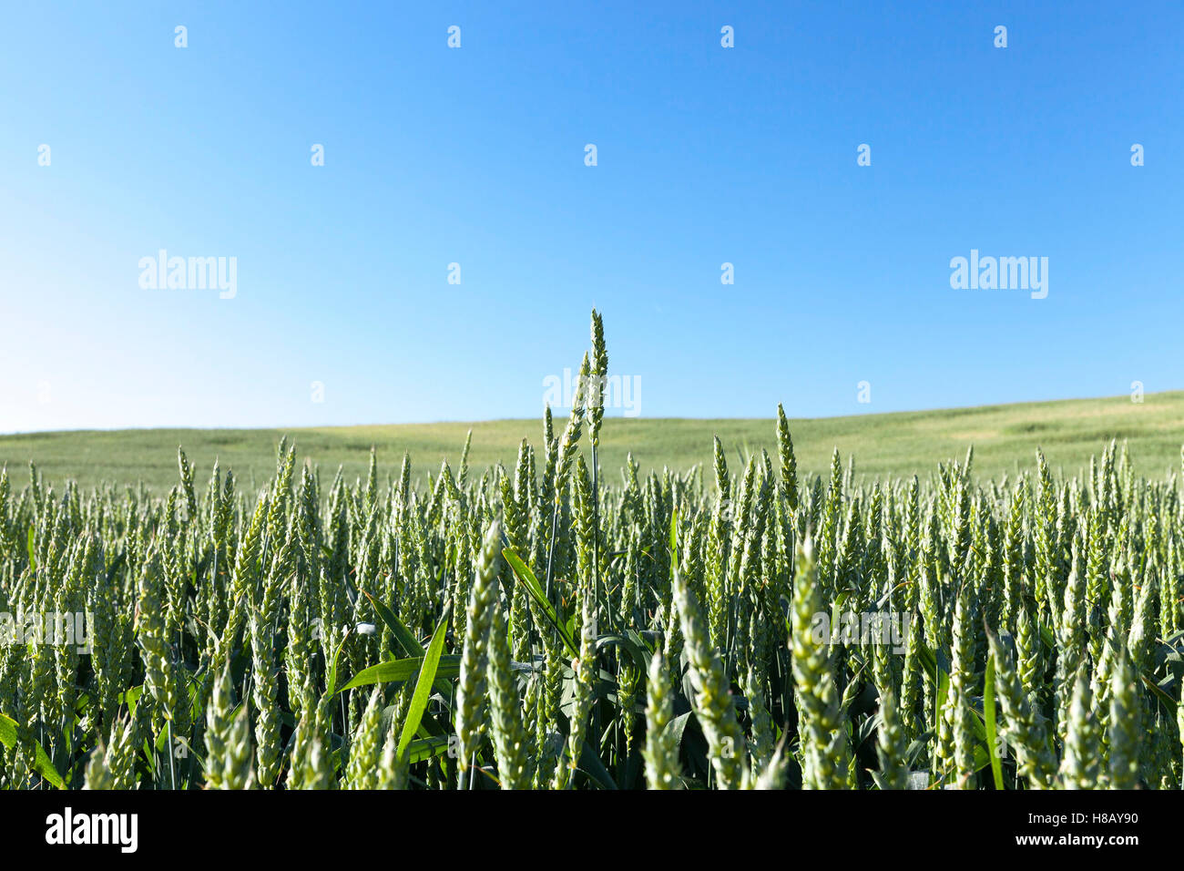Field with cereal Stock Photo - Alamy