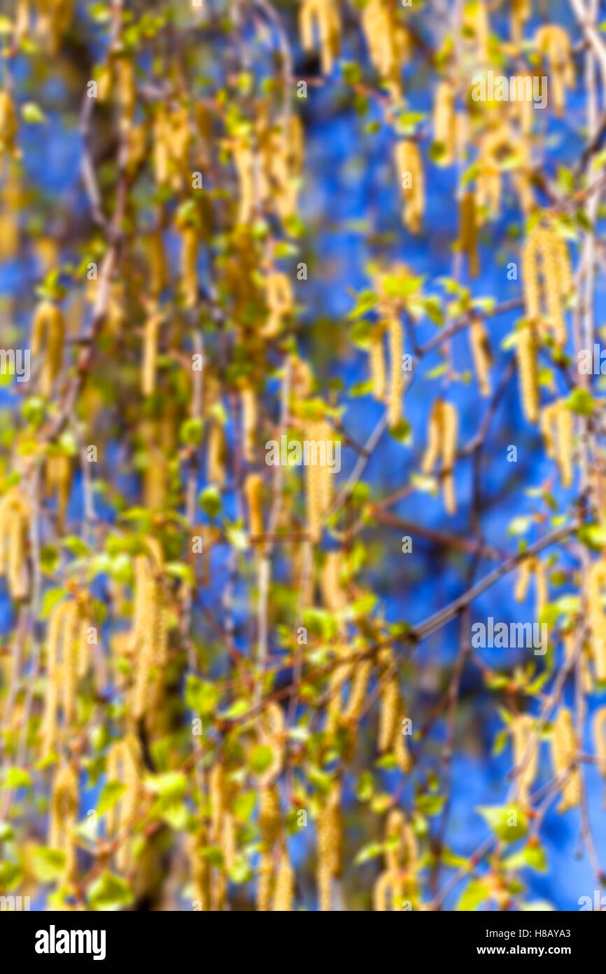 trees in the spring Stock Photo - Alamy