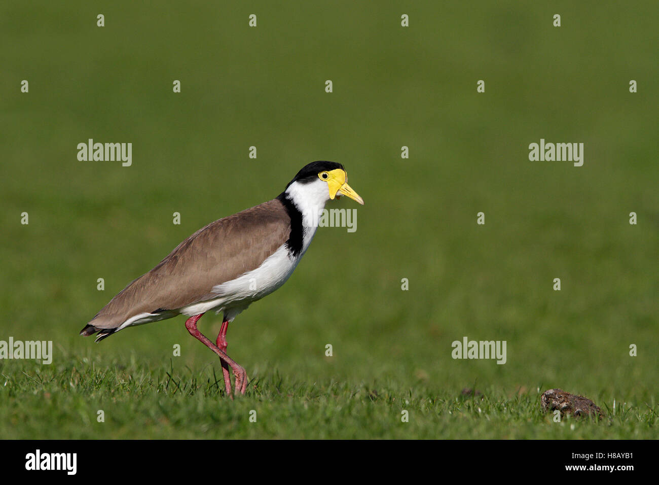 Masked Lapwing (Vanellus miles), New Zealand Stock Photo - Alamy