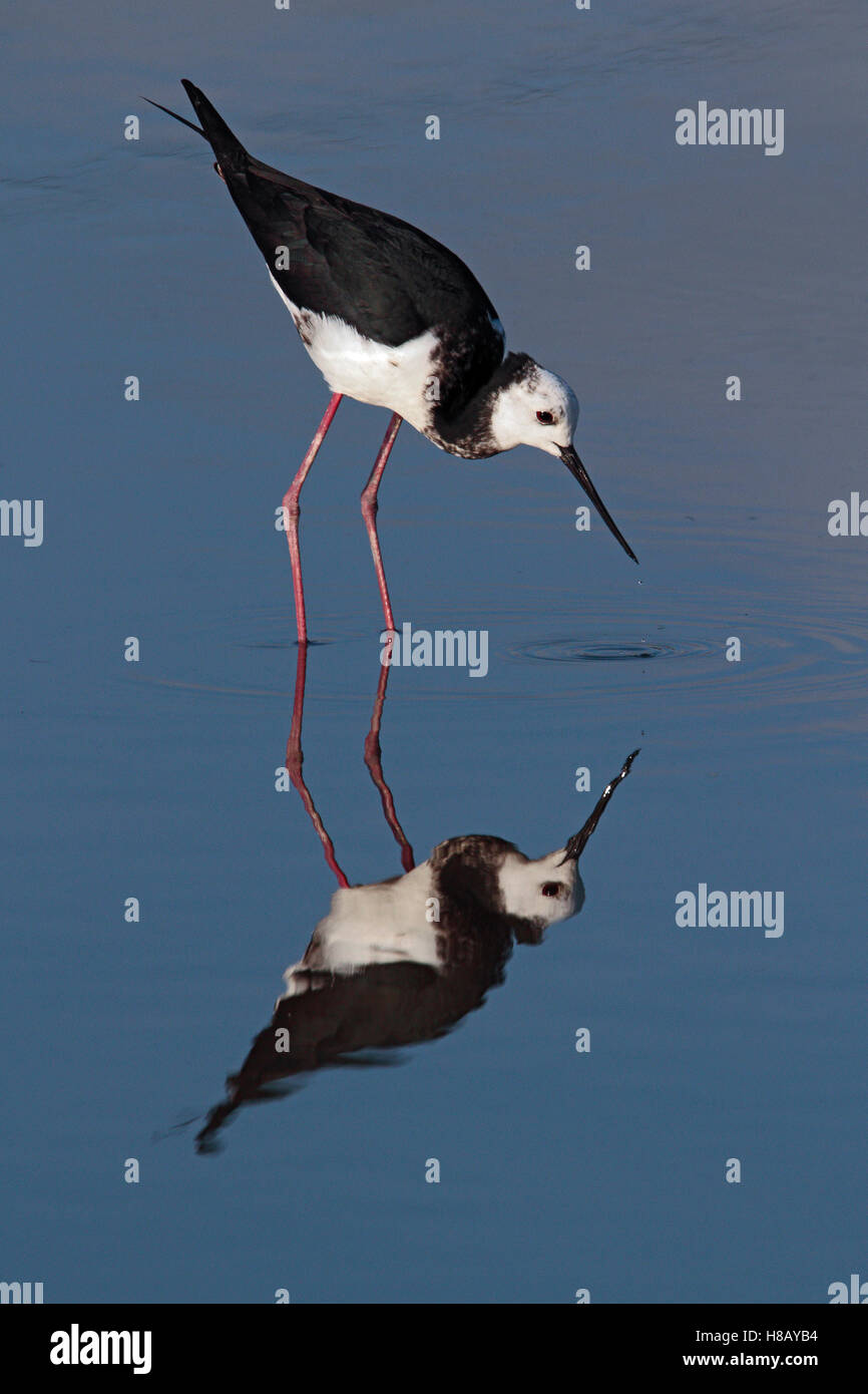 Black Stilt (Himantopus novaezelandiae) x Black-winged Stilt ...