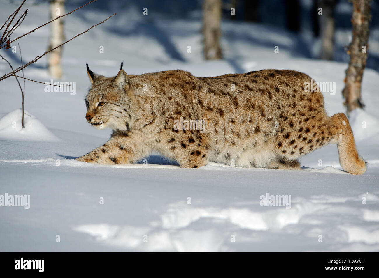 Eurasian Lynx (Lynx lynx) walking in snow, Flatanger, Norway Stock ...