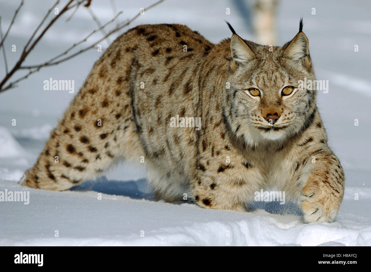 Eurasian Lynx (Lynx lynx), Flatanger, Norway Stock Photo - Alamy