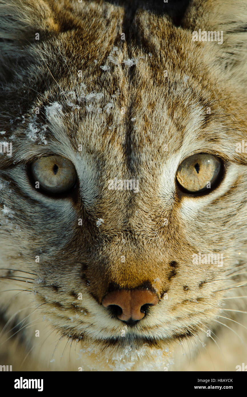 Eurasian Lynx (Lynx lynx) portrait, Flatanger, Norway Stock Photo - Alamy