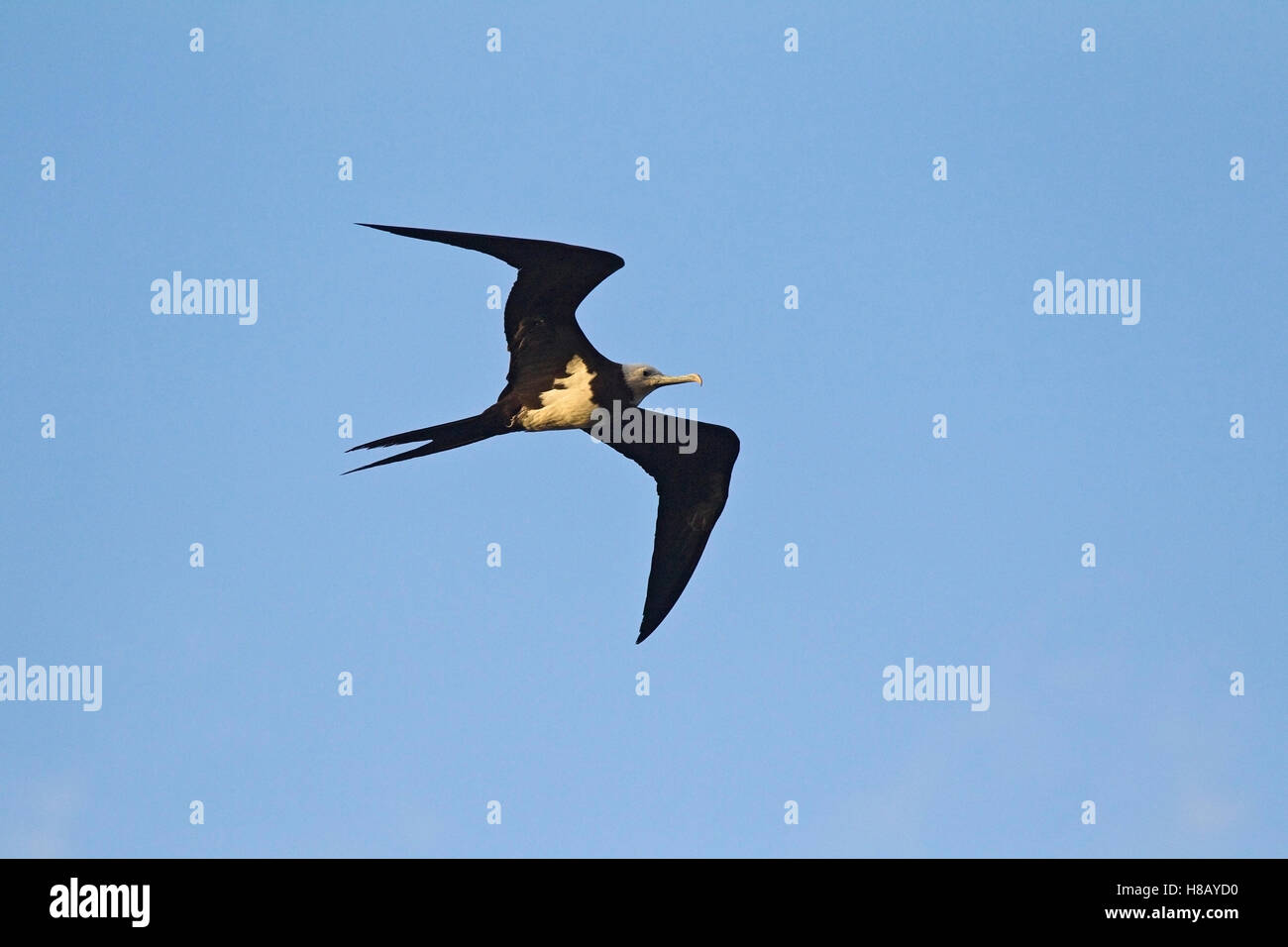 Ascension Frigatebird (Fregata aquila) juvenile flying, Ascension ...