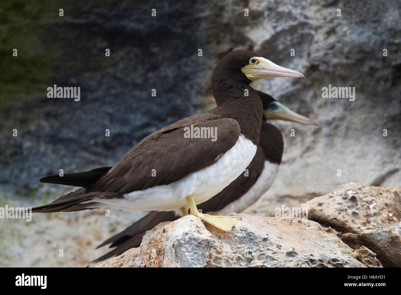 Brown Booby (Sula leucogaster) pair, Saint Helena, South Atlantic Stock ...