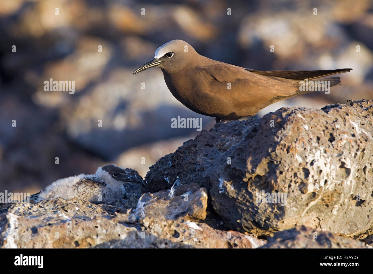 Brown Noddy (Anous stolidus), Ascension Island, South Atlantic Stock ...