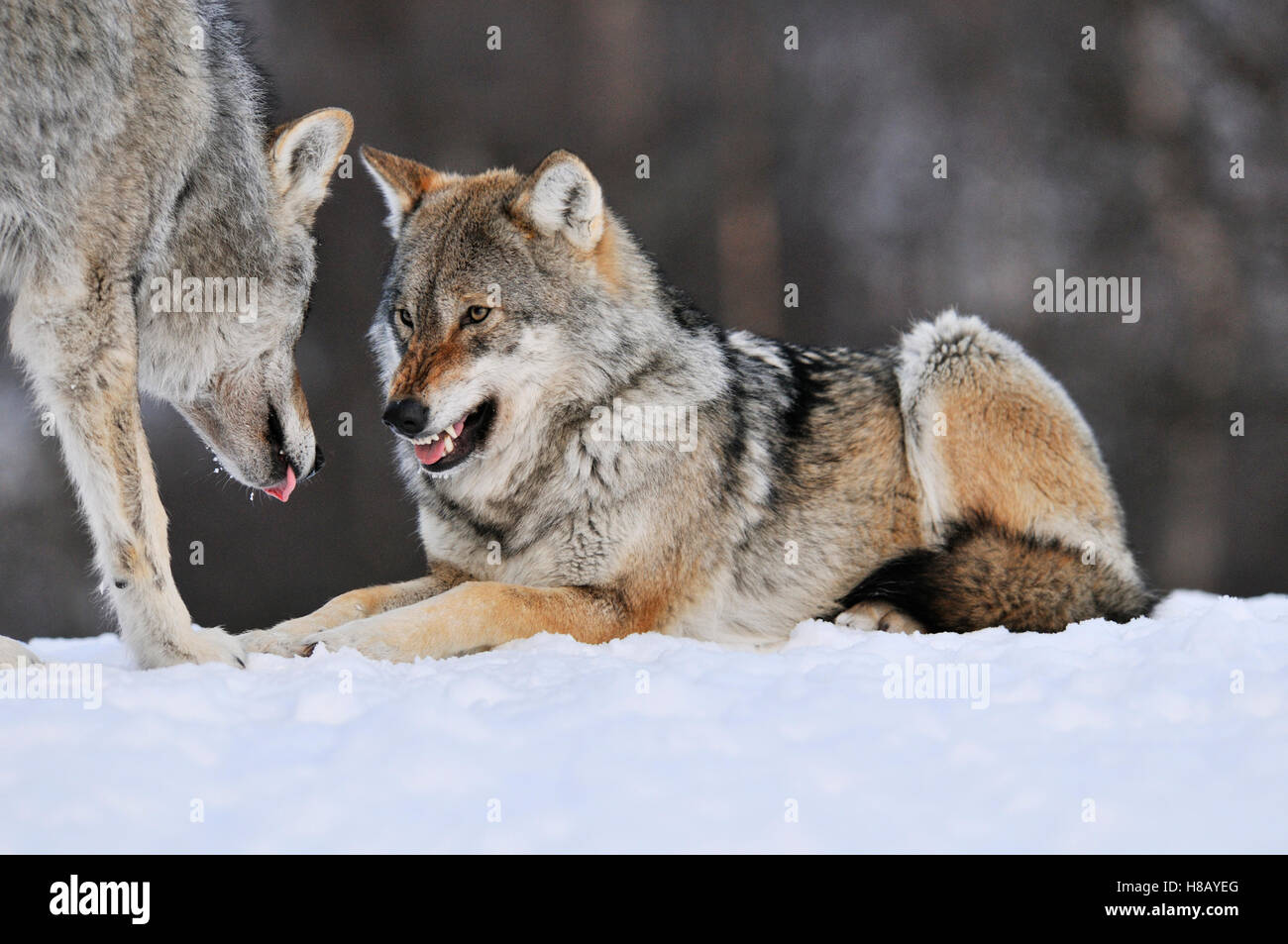 Gray Wolf (Canis lupus) growling at another individual, Norway Stock ...