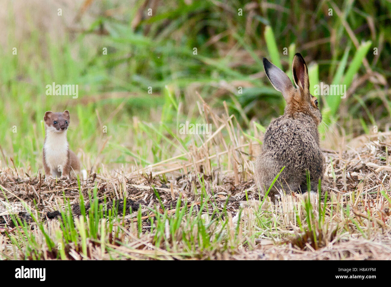 Short-tailed Weasel (Mustela erminea) and European Hare (Lepus ...